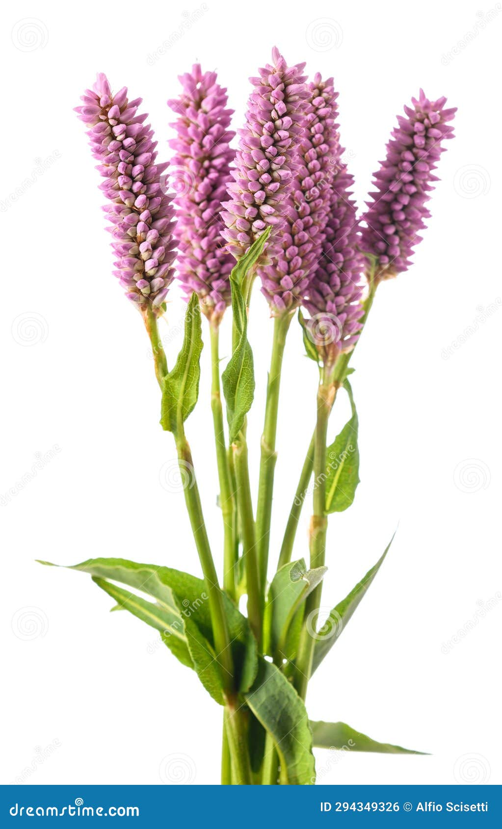Bistorta Officinalis, Persicaria Bistorta Flowers. Stock Photo ...
