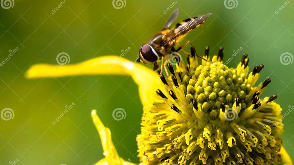 Bee Gathering Pollen from an Accommodating Flower Stock Photo - Image ...