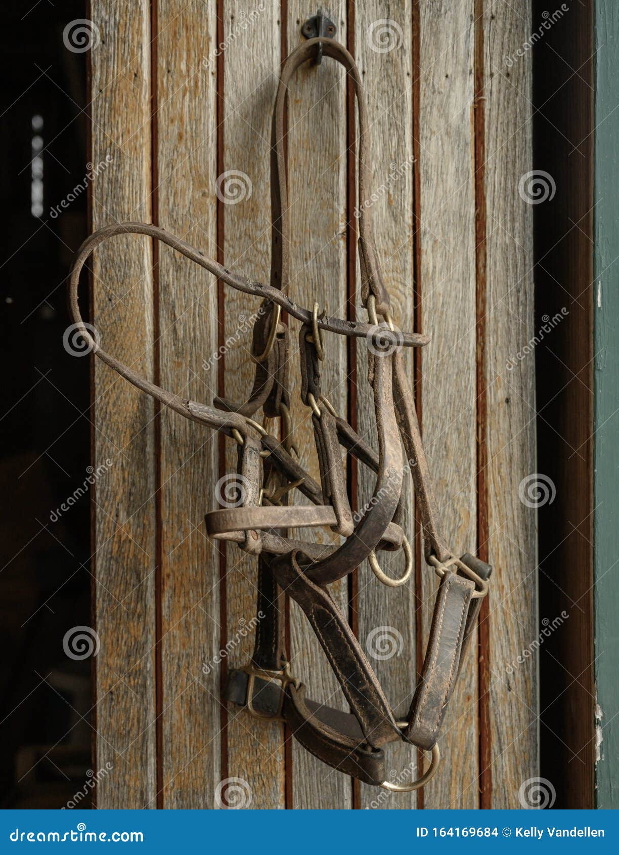 Bit and Bridle Hang on Wall Stock Photo - Image of hooved, riding ...