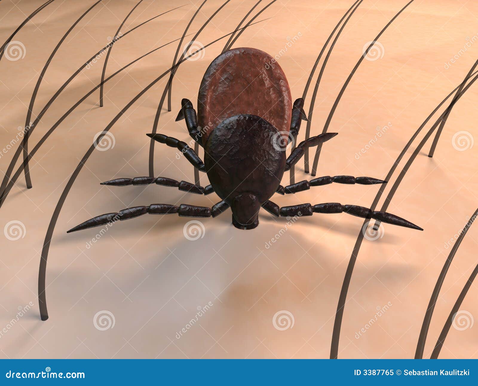 Bit de coutil illustration stock. Illustration du arachnide - 3387765
