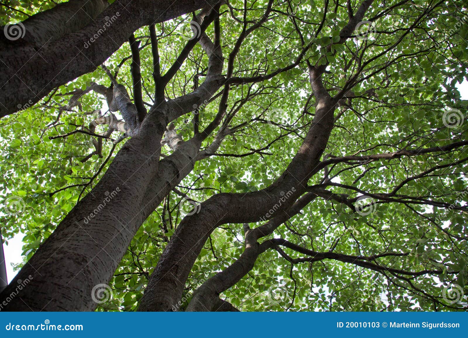 Bit tree stock image. Image of trunk, green, tree, treetop - 20010103