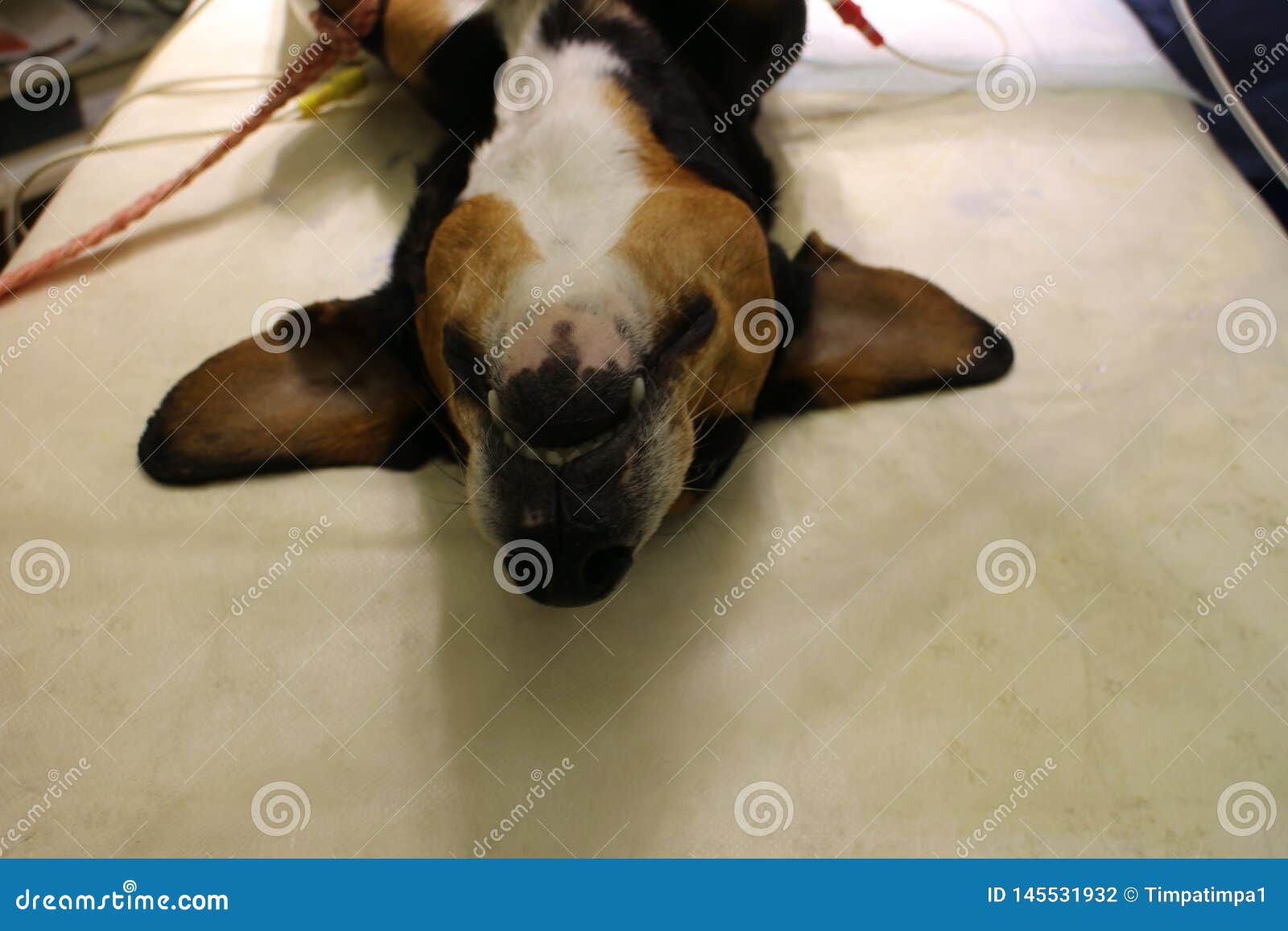 With Pyometra in Anesthesia Stock Photo - Image of pyometrea, puppy ...