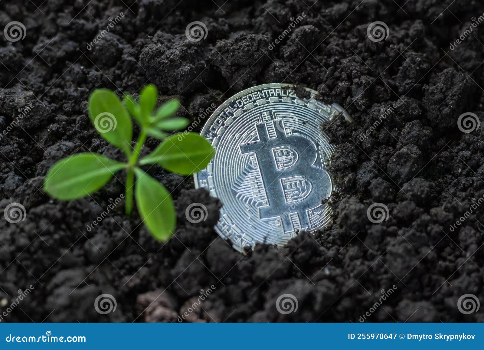 Bitcoin Coin in the Ground and Leaves Grow. Concept Stock Image - Image ...