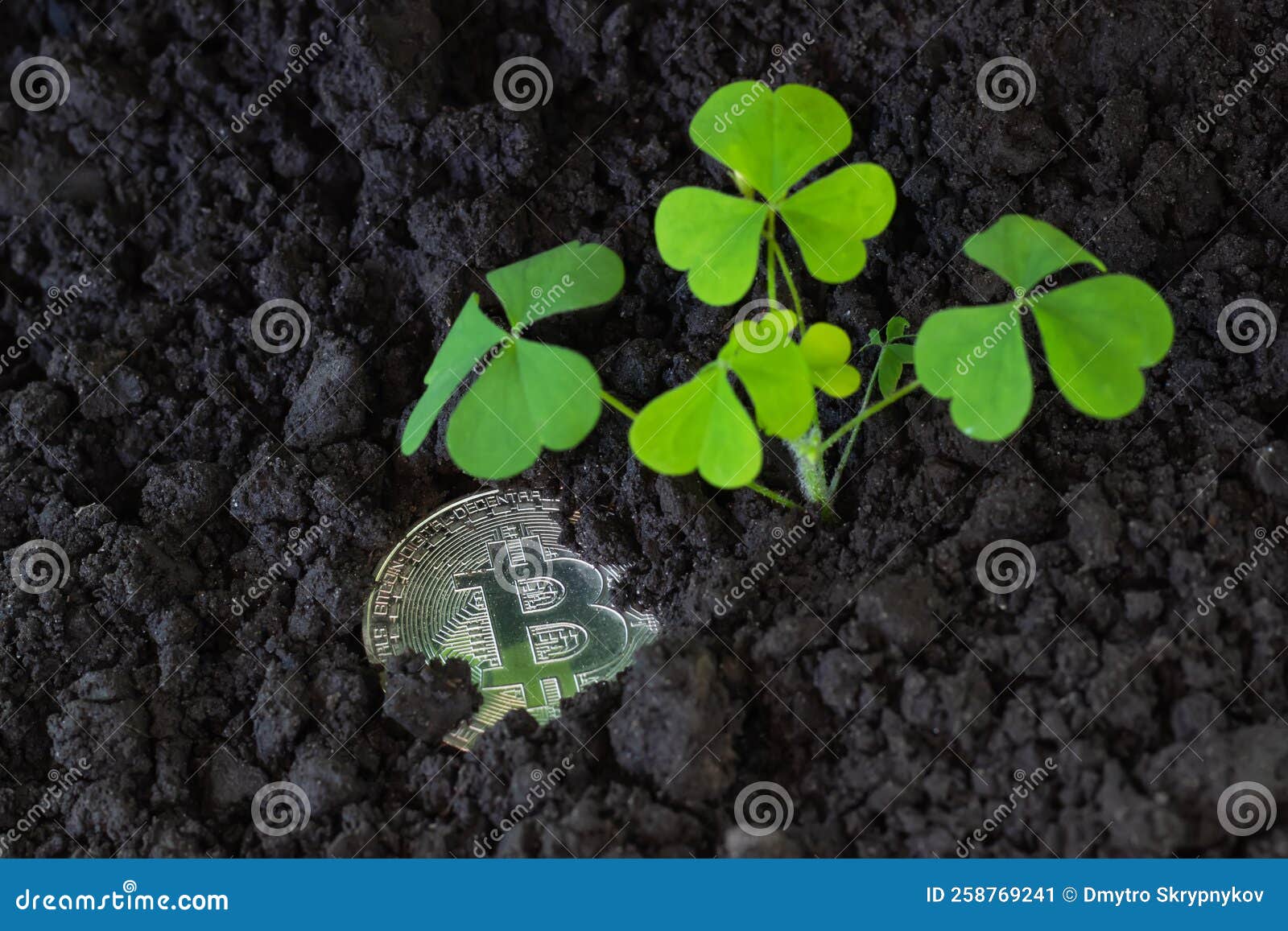 Bitcoin Coin in the Ground and Leaves Grow. Concept Stock Image - Image ...