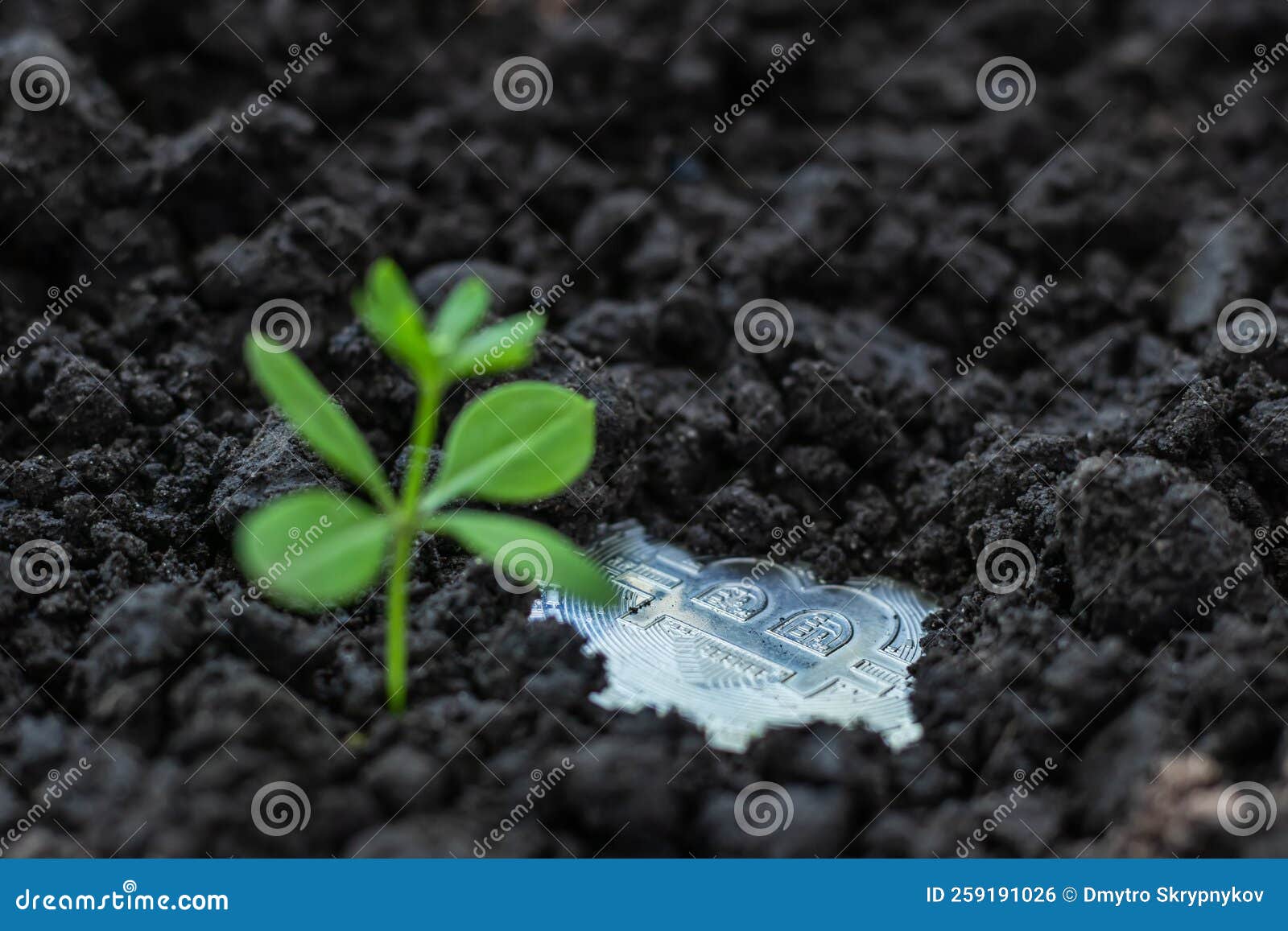 Bitcoin Coin in the Ground and Leaves Grow. Concept Stock Photo - Image ...