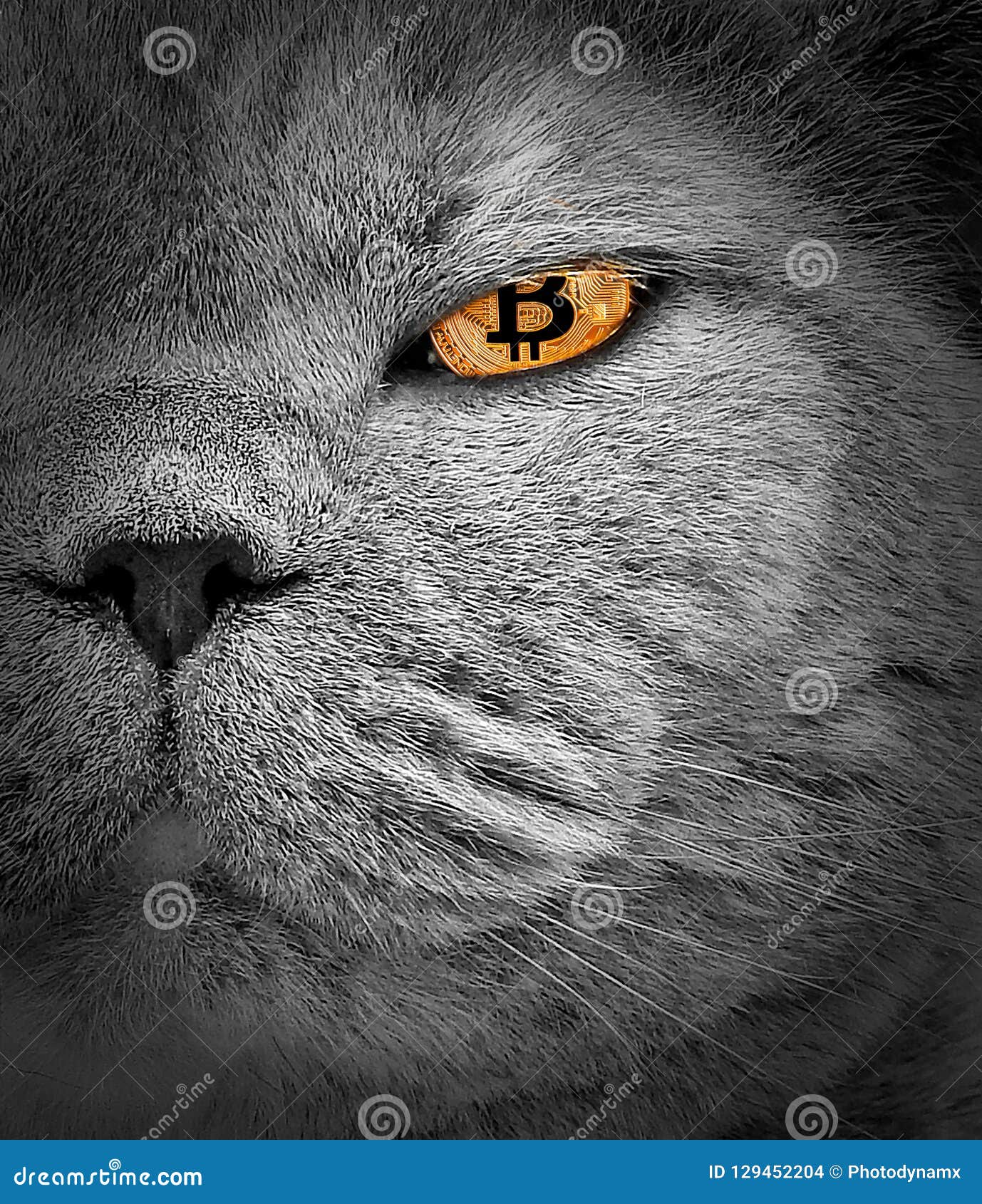 Bitcoin Cryptocurrency Cat Face Eye Stock Photo - Image of shares ...