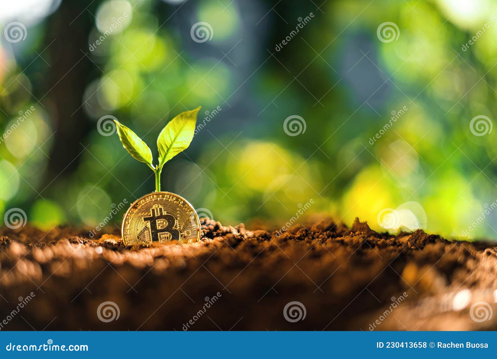 Bitcoin Growth, Bitcoin Coins on the Ground and Leaves Grow Stock Photo ...