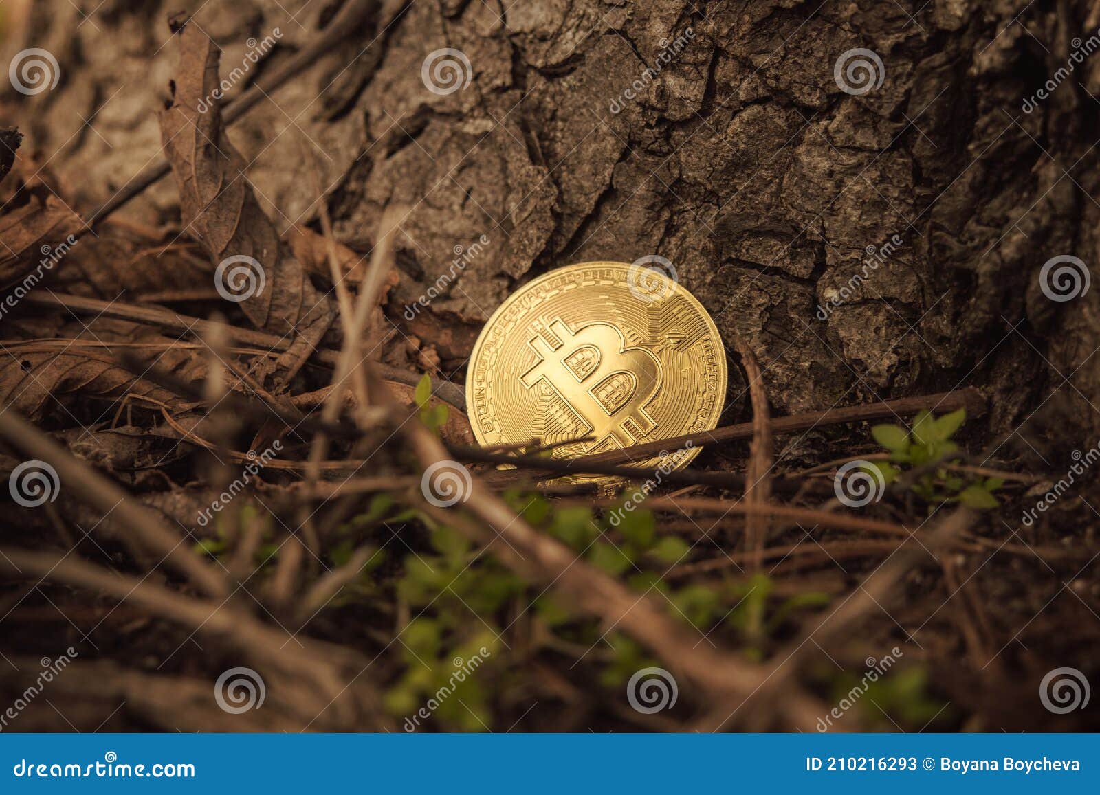 Bitcoin in Nature in the Forest Stock Image - Image of bitcoin ...
