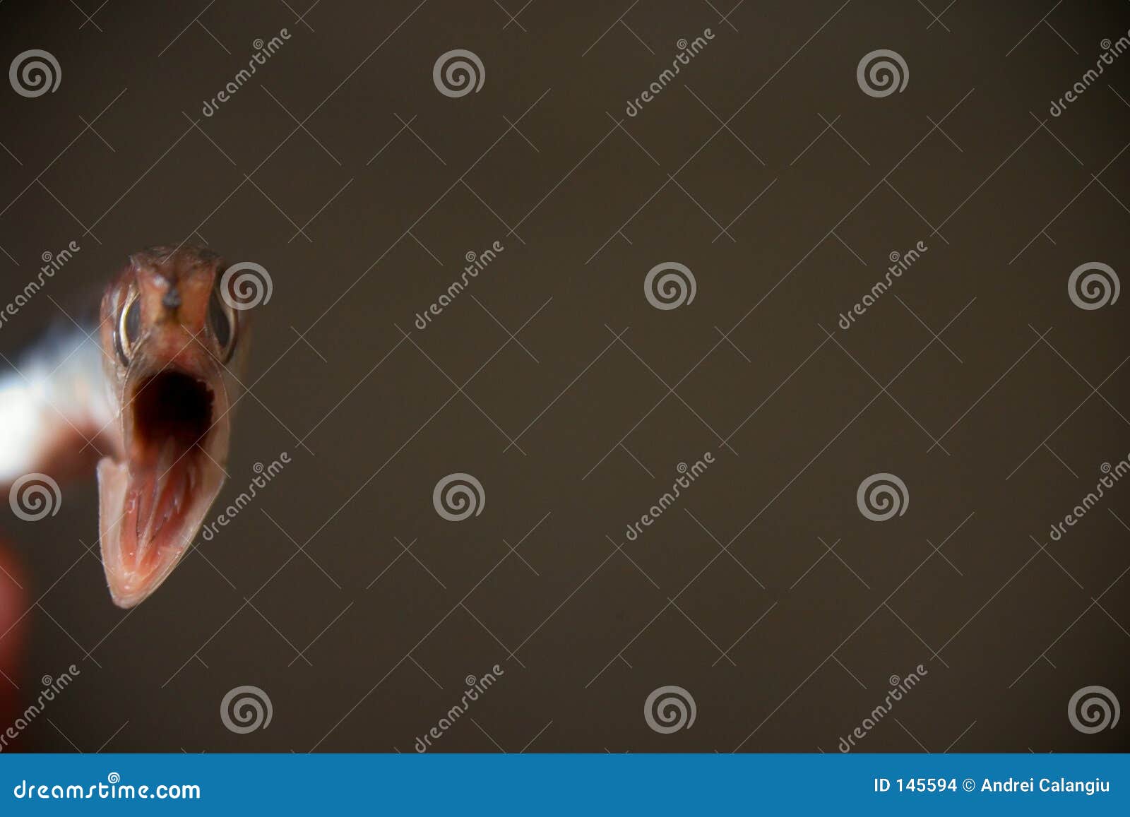 The bite stock photo. Image of sudden, blur, bite, macro - 145594