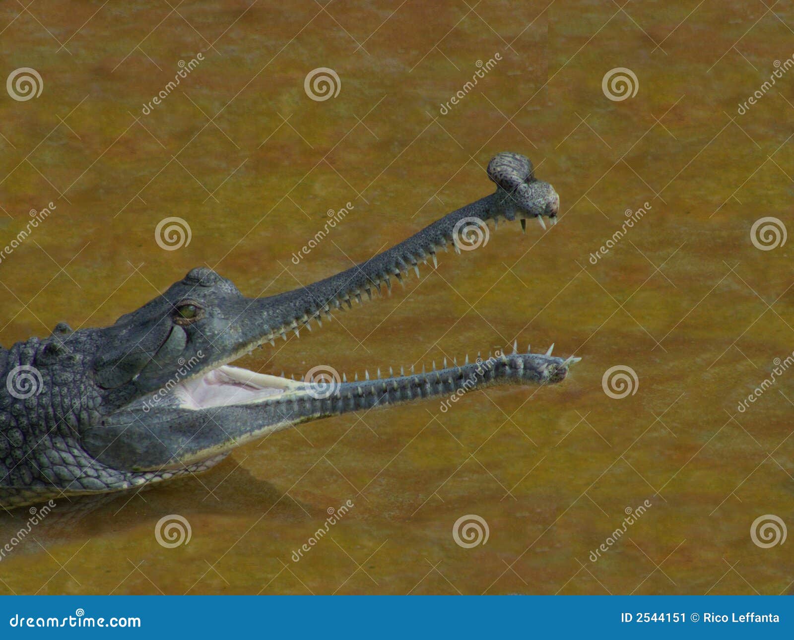 Bite stock image. Image of teeth, gavial, croc, nose, open - 2544151