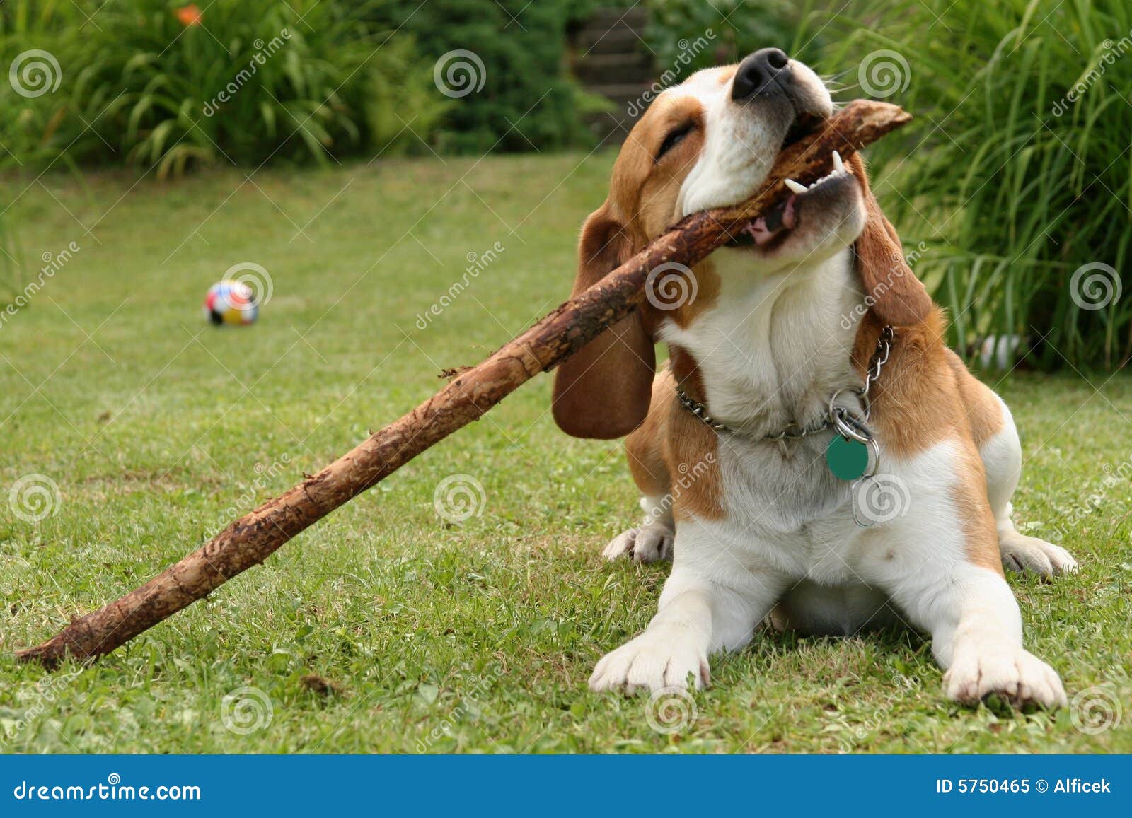 Bite it! stock image. Image of playful, garden, beagle - 5750465