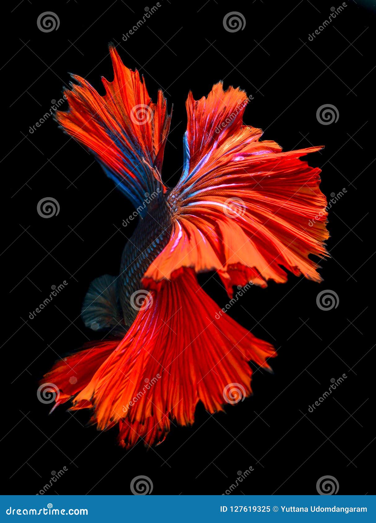 Bite Fish with Beautiful Colors Stock Image - Image of isolated, animal ...