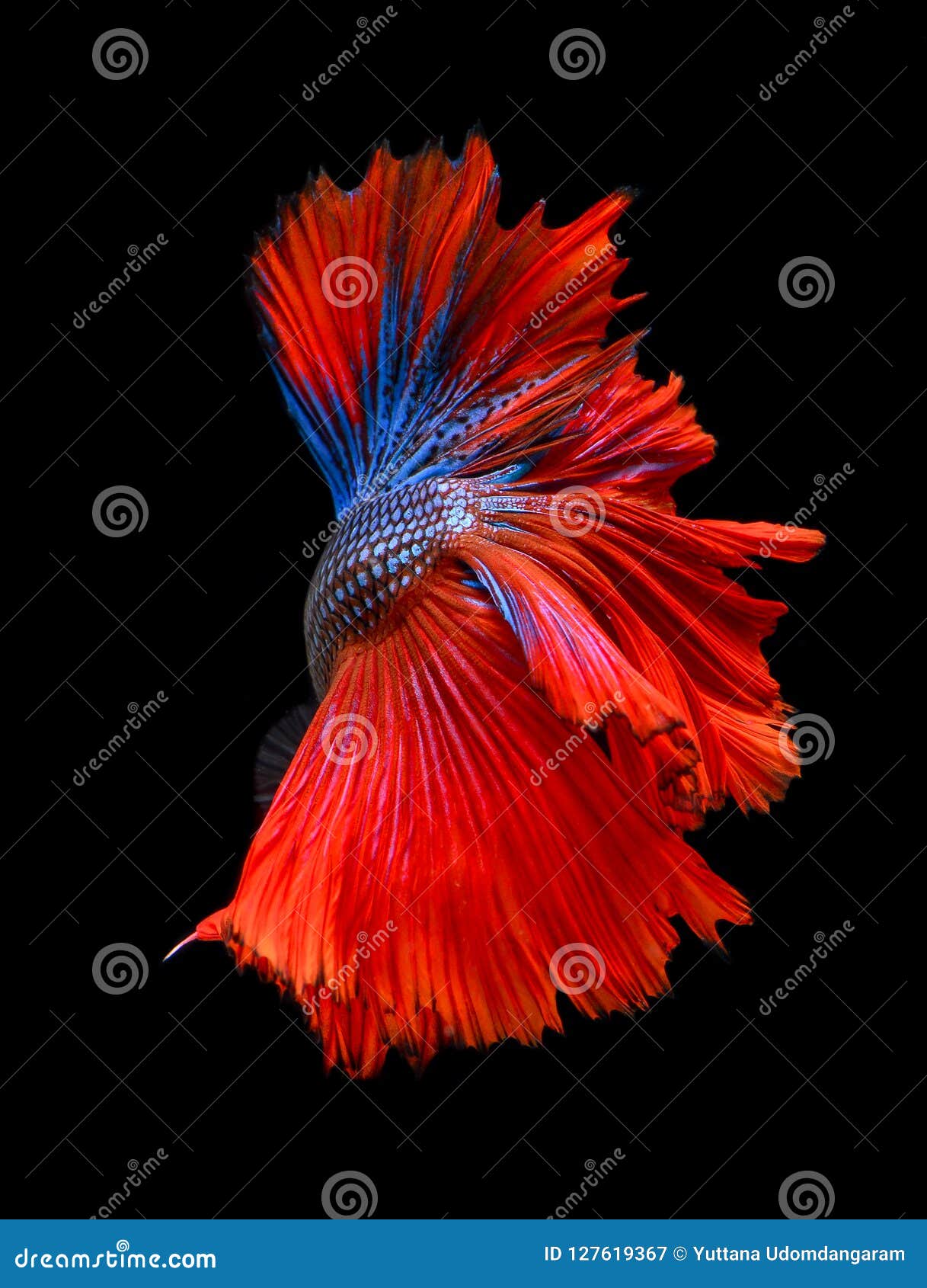 8,883 Bite Fish Stock Photos - Free & Royalty-Free Stock Photos from ...