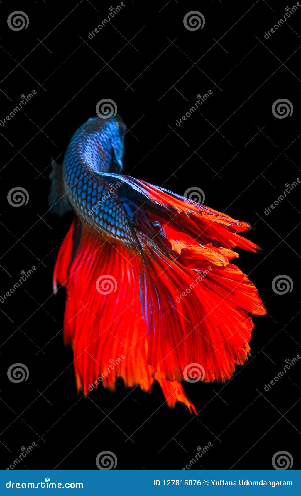 Bite Fish with Beautiful Colors Stock Photo - Image of water, tropical ...