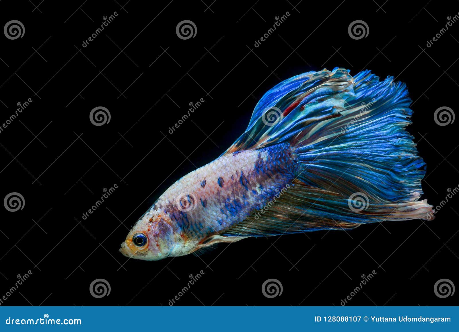 Bite Fish with Beautiful Colors Stock Image - Image of vehicles, nature ...