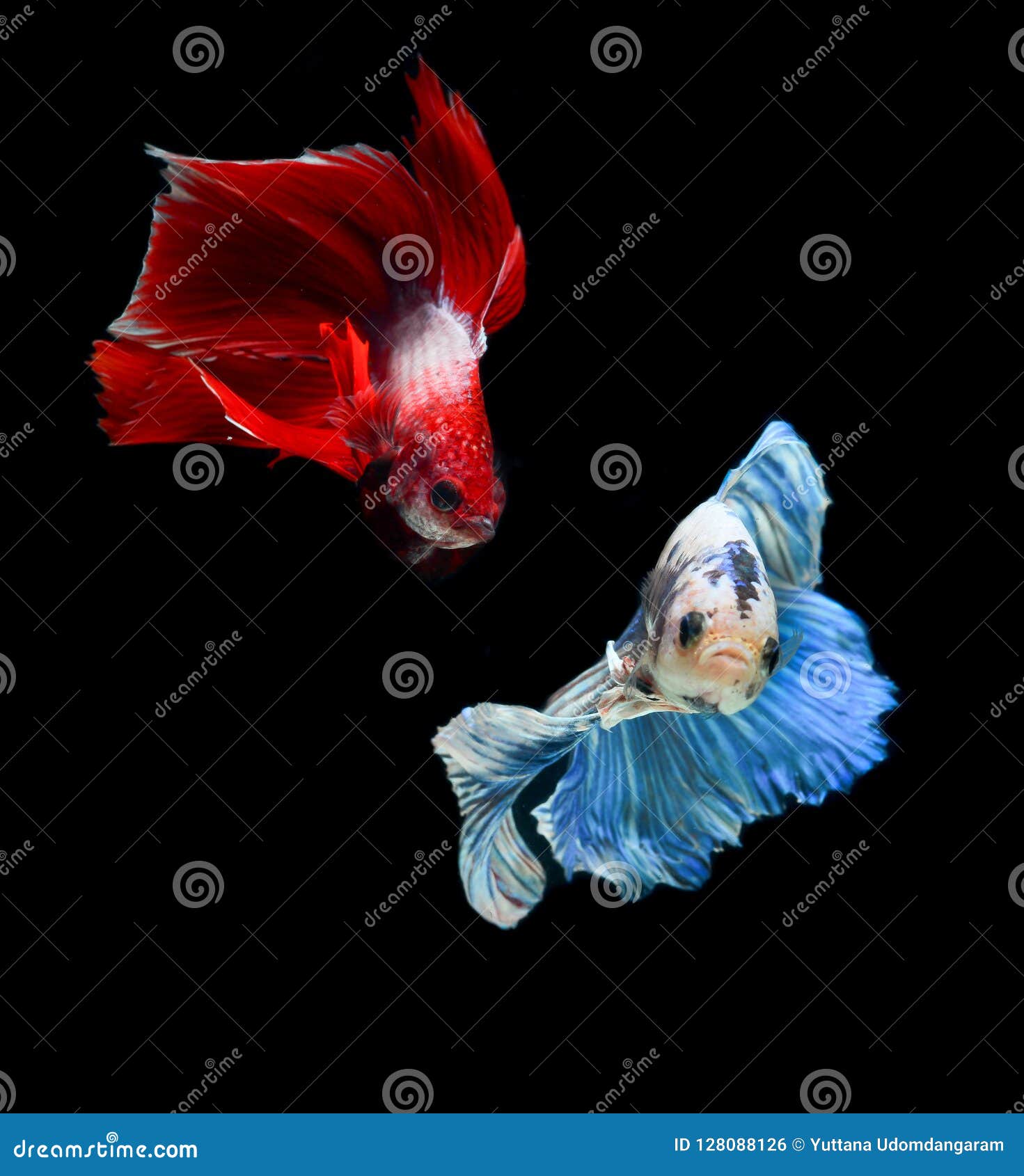 Bite Fish with Beautiful Colors Stock Photo - Image of fish, fighting ...