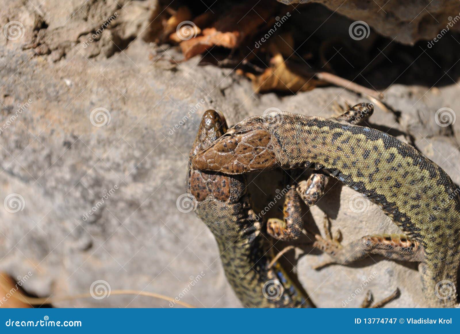 Bite of lizard stock image. Image of fight, flora, bite - 13774747
