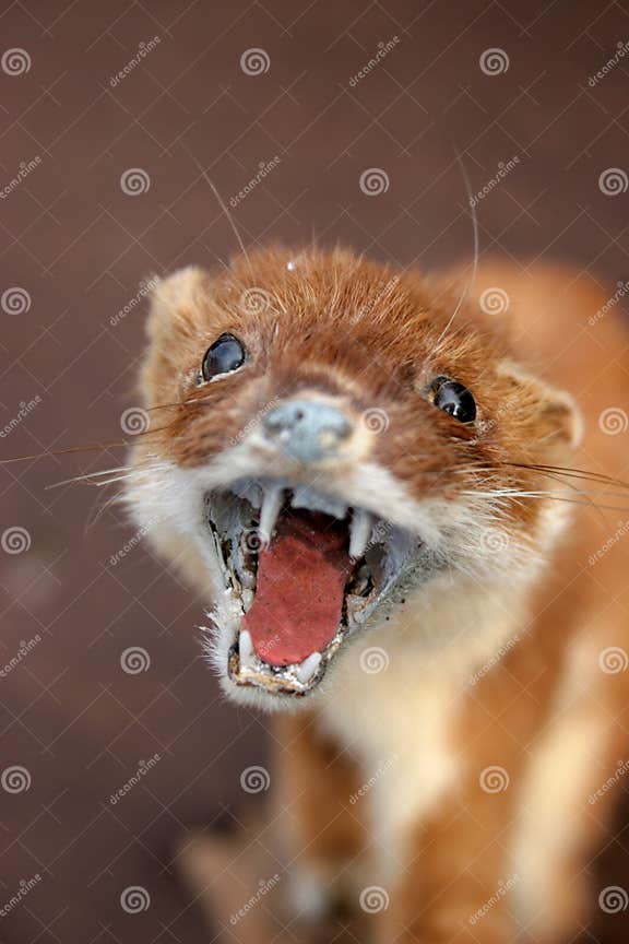 Bite Me 2 stock image. Image of scavenger, predator, weasel - 776925