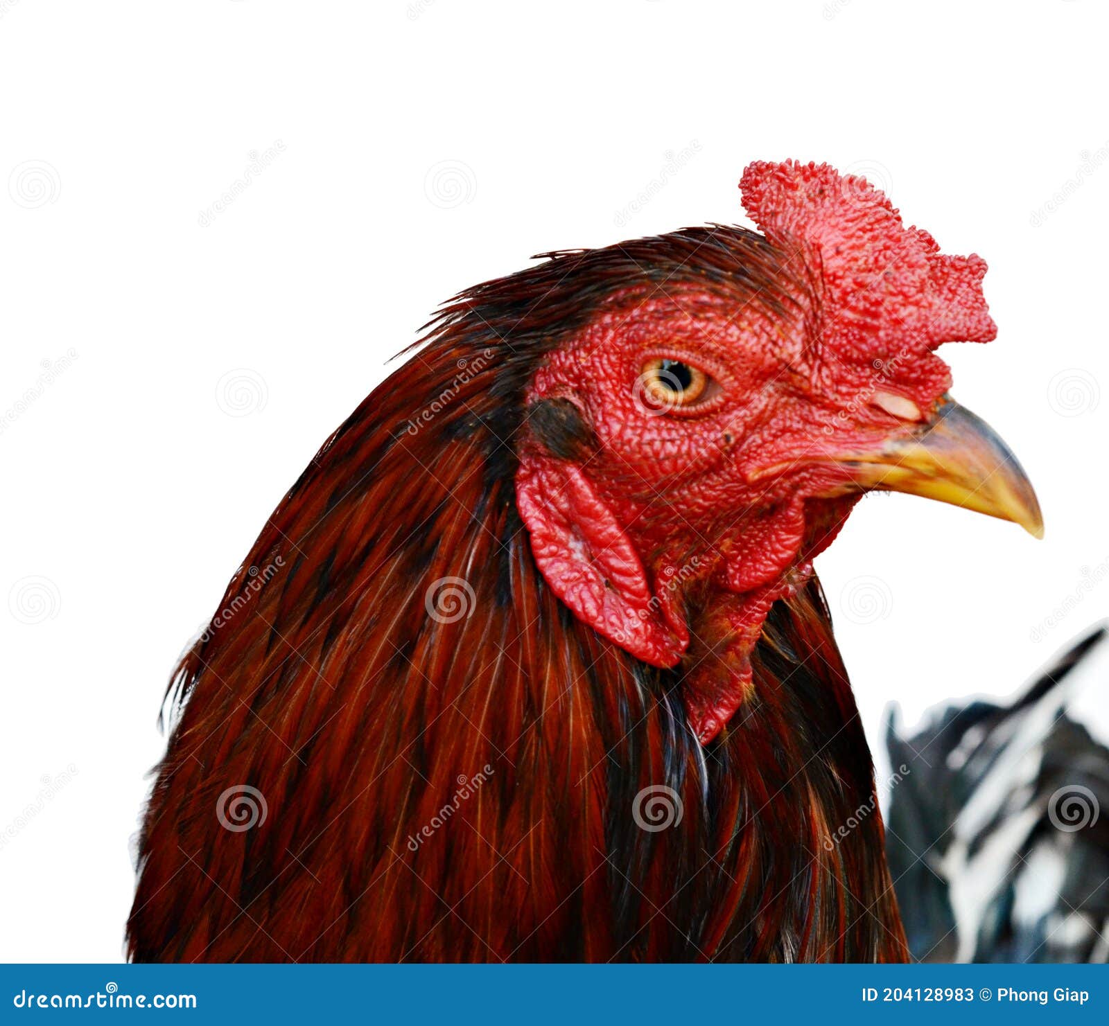 Bite. image stock. Image du isolement, oiseau, agriculture - 204128983