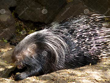 Biter stock photo. Image of claw, choppers, tongue, dent - 2593436