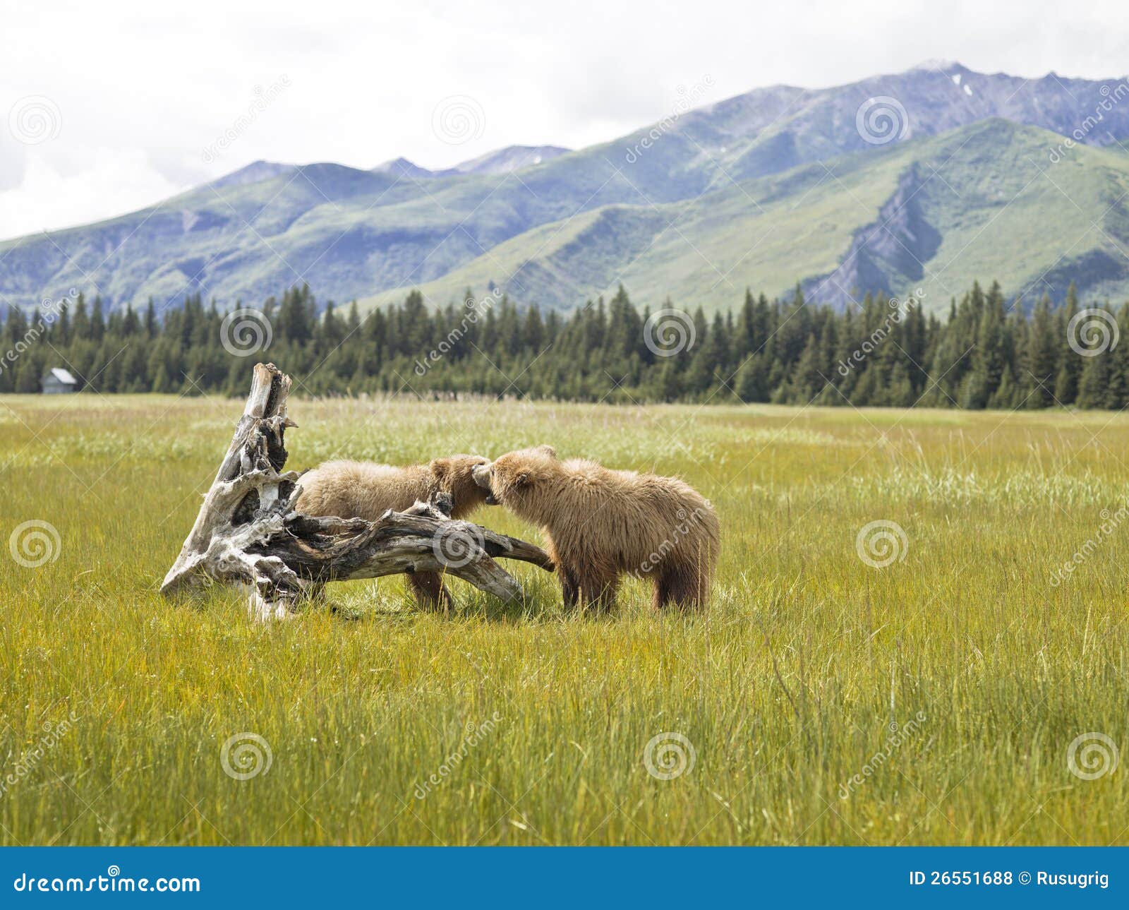 Biting bear stock photo. Image of states, nature, united - 26551688