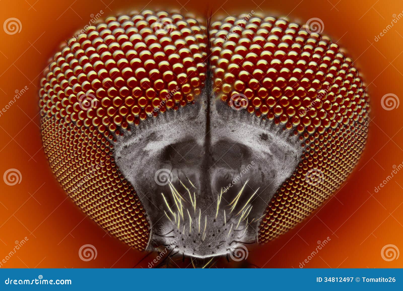 Detailed Microscope Focusing On A Sample Royalty-Free Stock Photography ...
