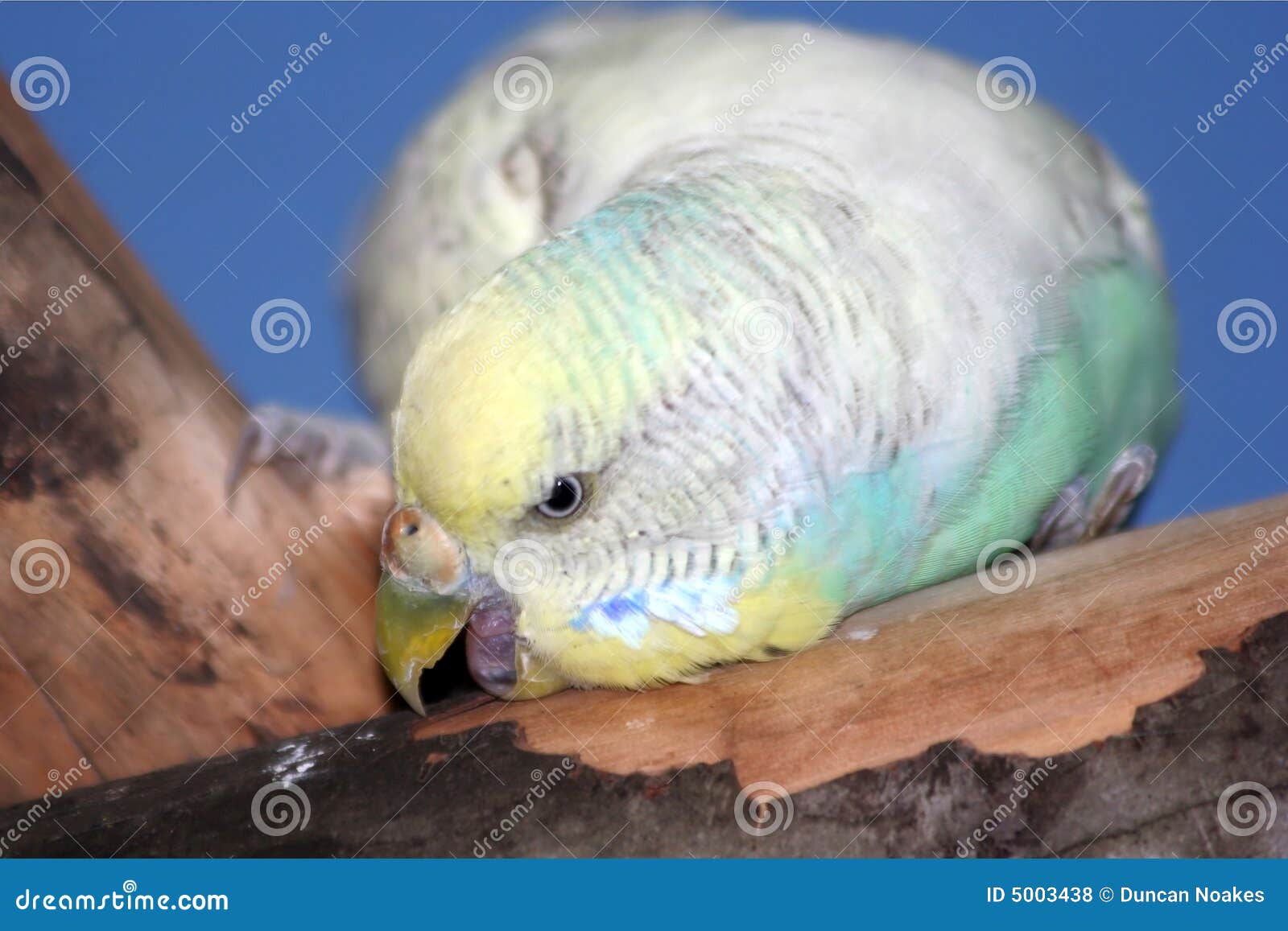 Biting Budgie Bird stock photo. Image of feathers, chewing - 5003438