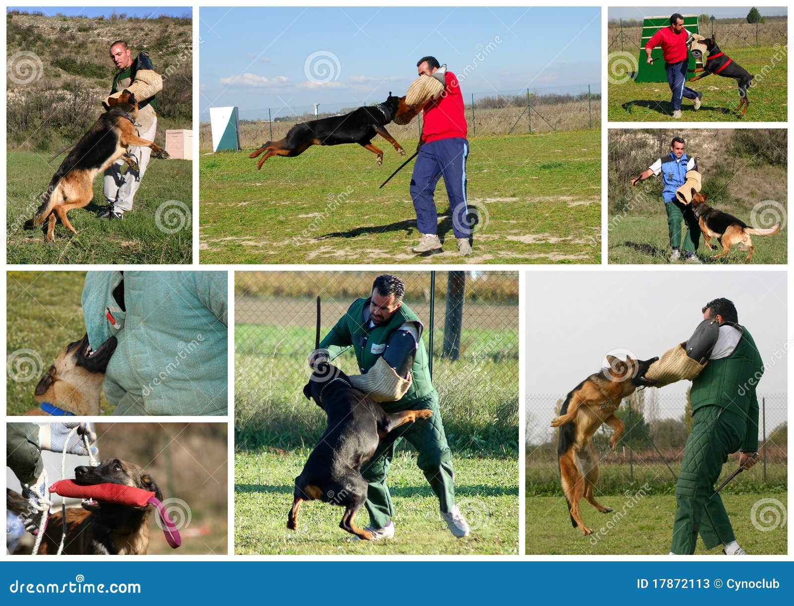 Biting dog, stock image. Image of danger, malinois, biting - 17872113