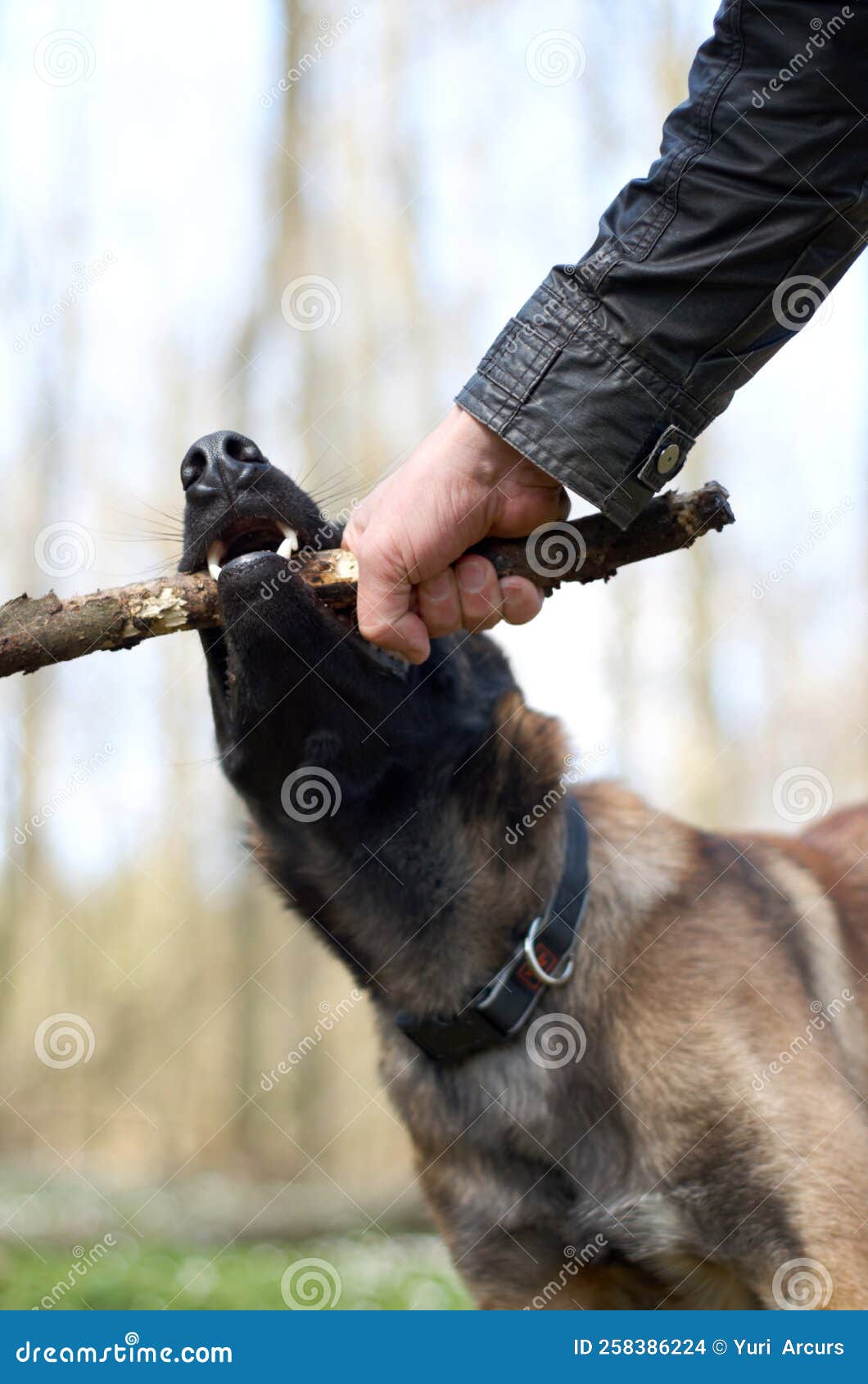 Biting Down Hard. a Strong Alsatian Pulling a Stick with His Master ...