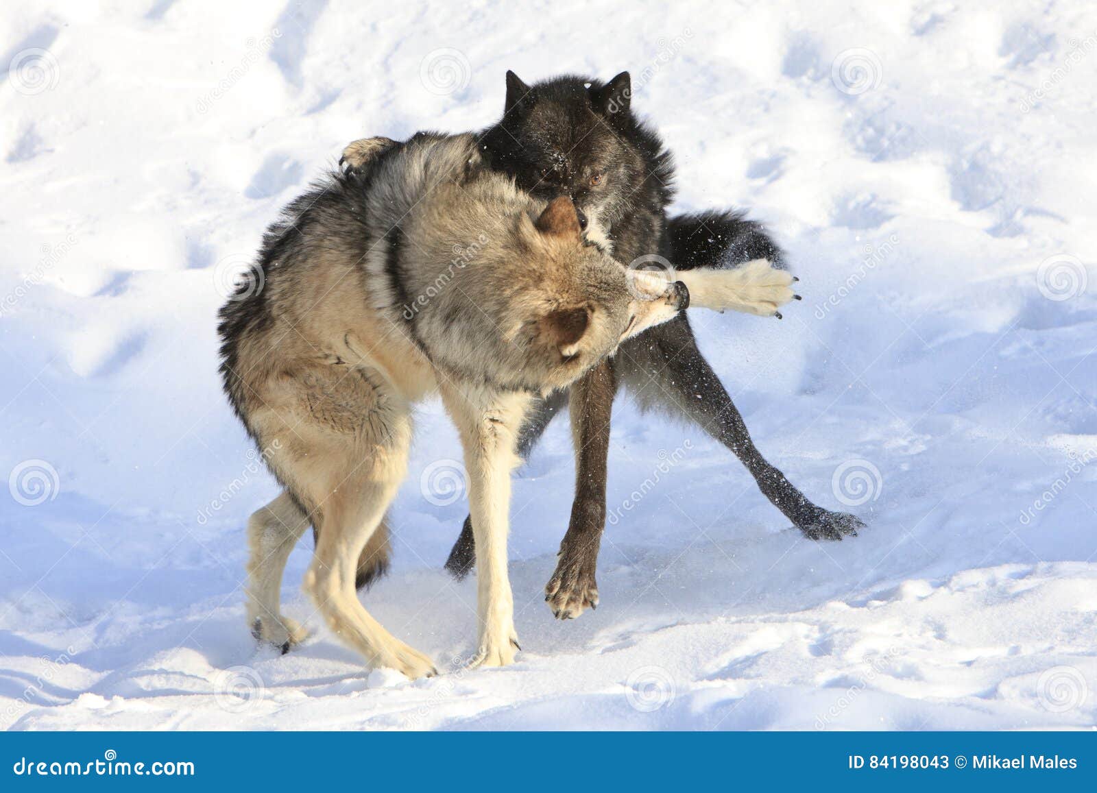 Biting down on timber wolf stock image. Image of hunter - 84198043