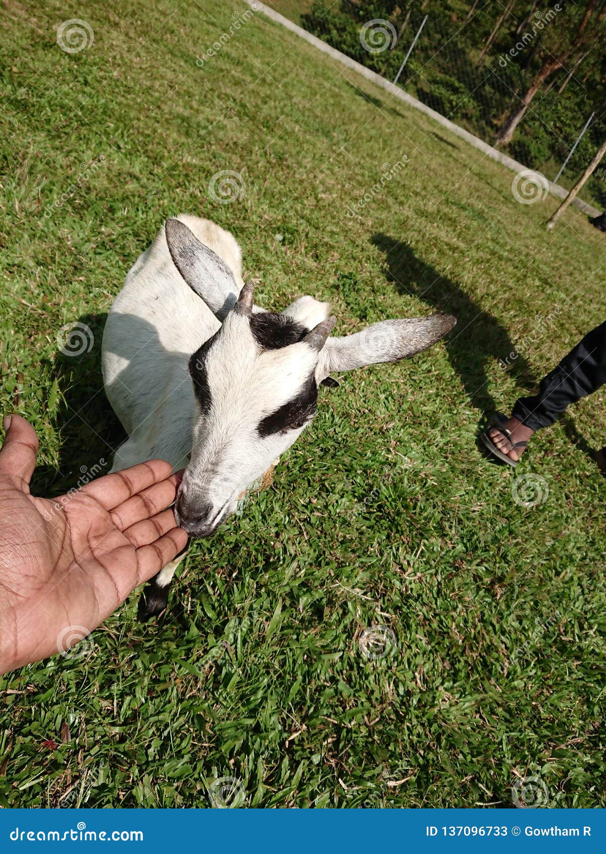 Biting goat stock image. Image of thinking, curious - 137096733