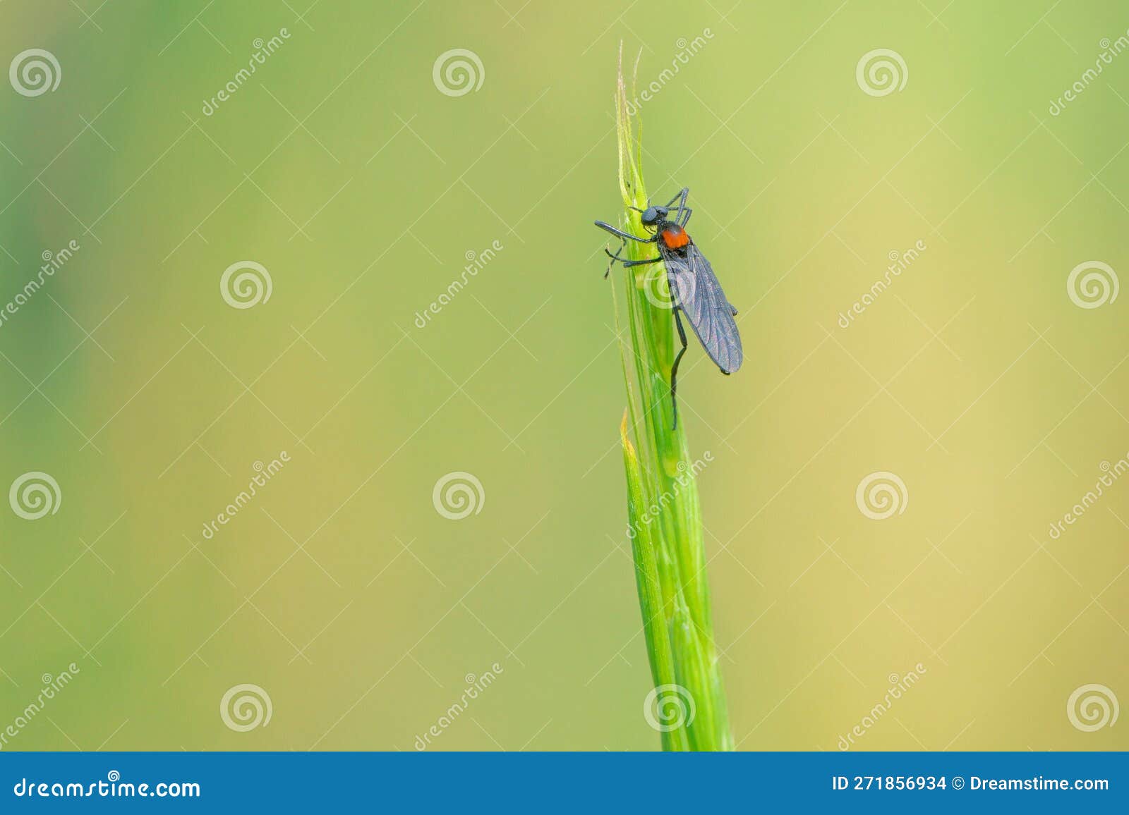 Non Biting Midge Flies Or Chironomids, Mogral Puttur, Kerala, India ...
