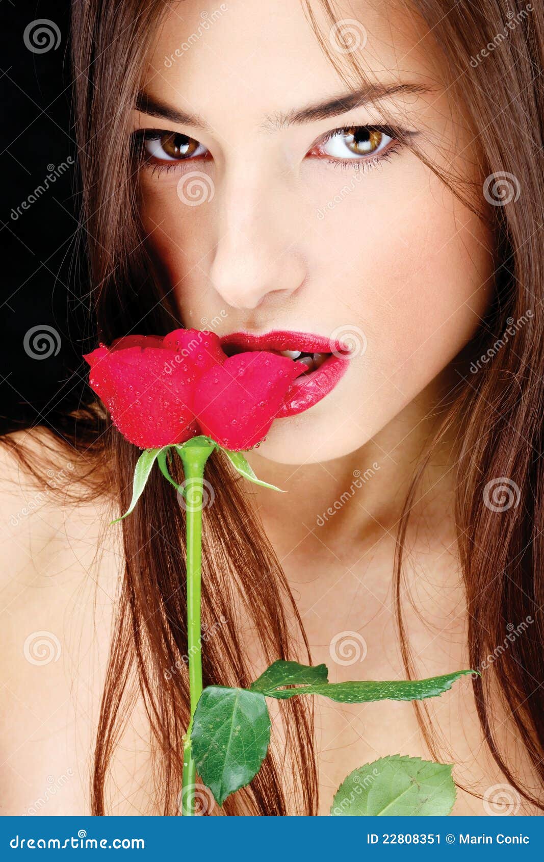 Biting red reose stock image. Image of beauty, looking - 22808351
