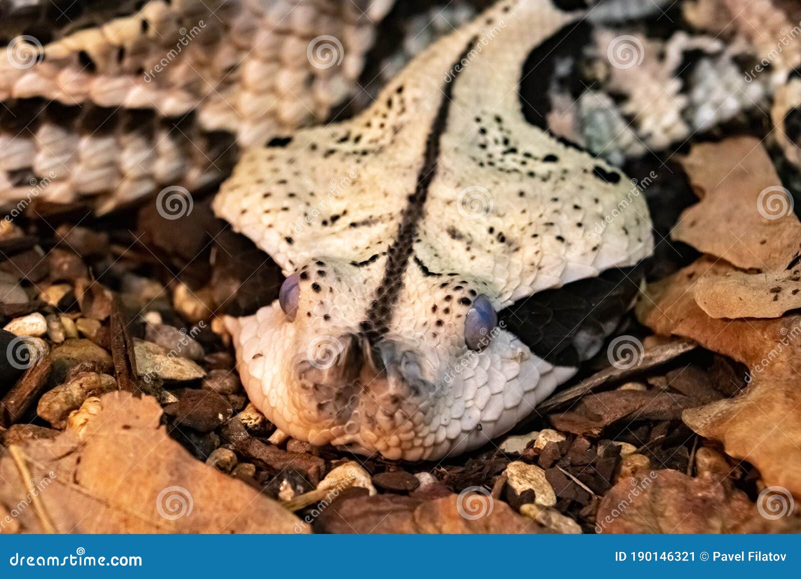 Bitis Gabonica. The Gabonese Viper. Royalty-Free Stock Photo ...