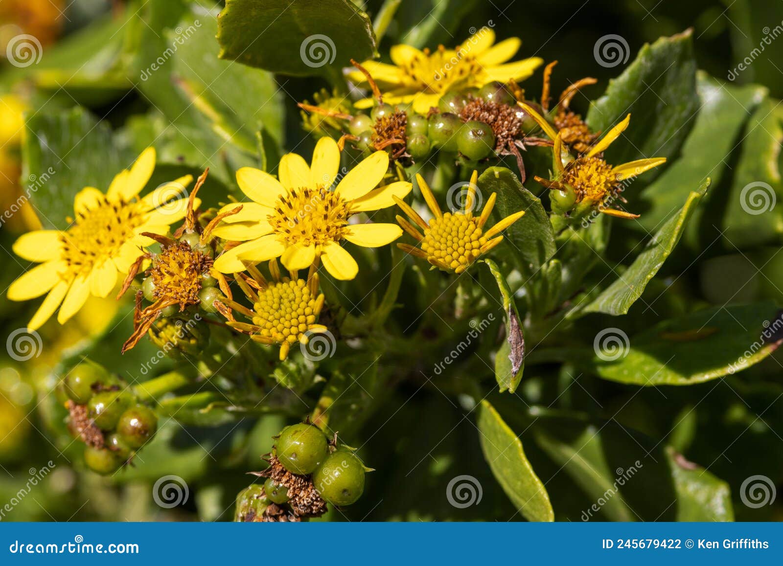 Bitou Bush stock photo. Image of noxious, australian - 245679422
