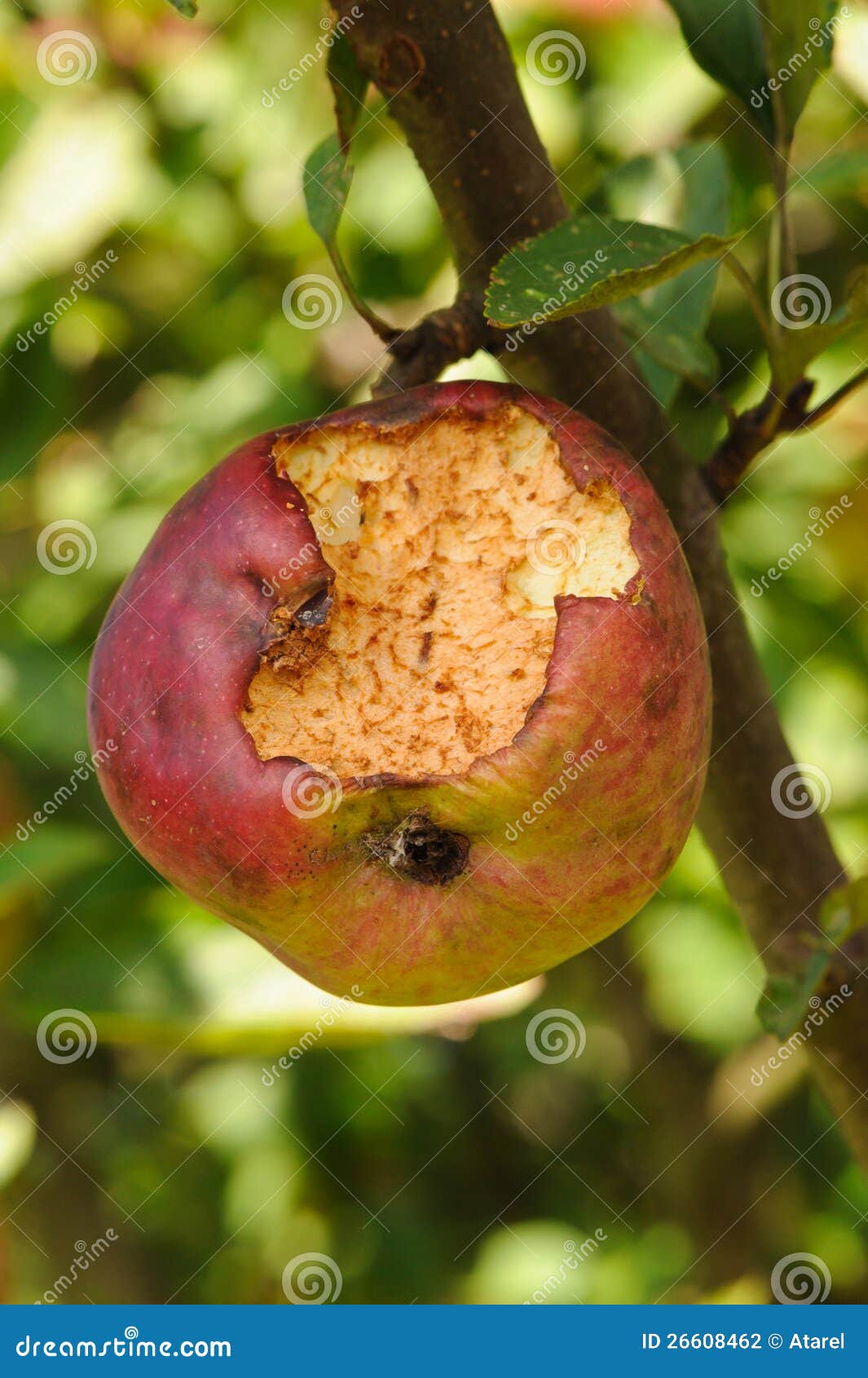 Bitten apple stock photo. Image of loss, agriculture - 26608462