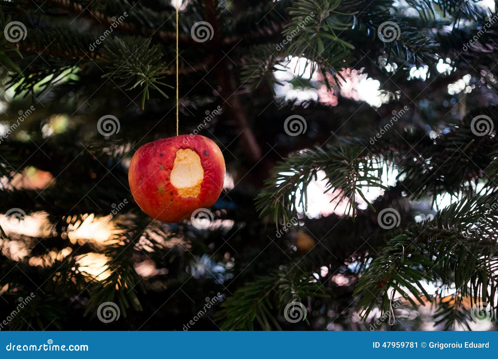 Bitten Apple Hanging in the Christmas Tree Replacing a Globe Stock ...