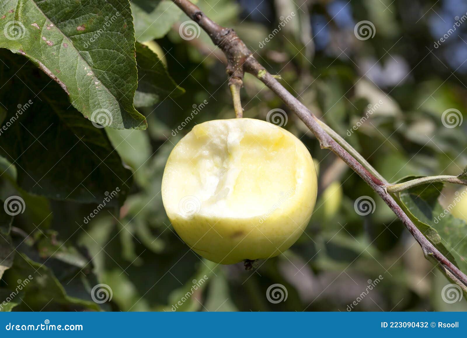 Bitten Apple that Hangs on the Branches of an Apple Tree Stock Photo ...