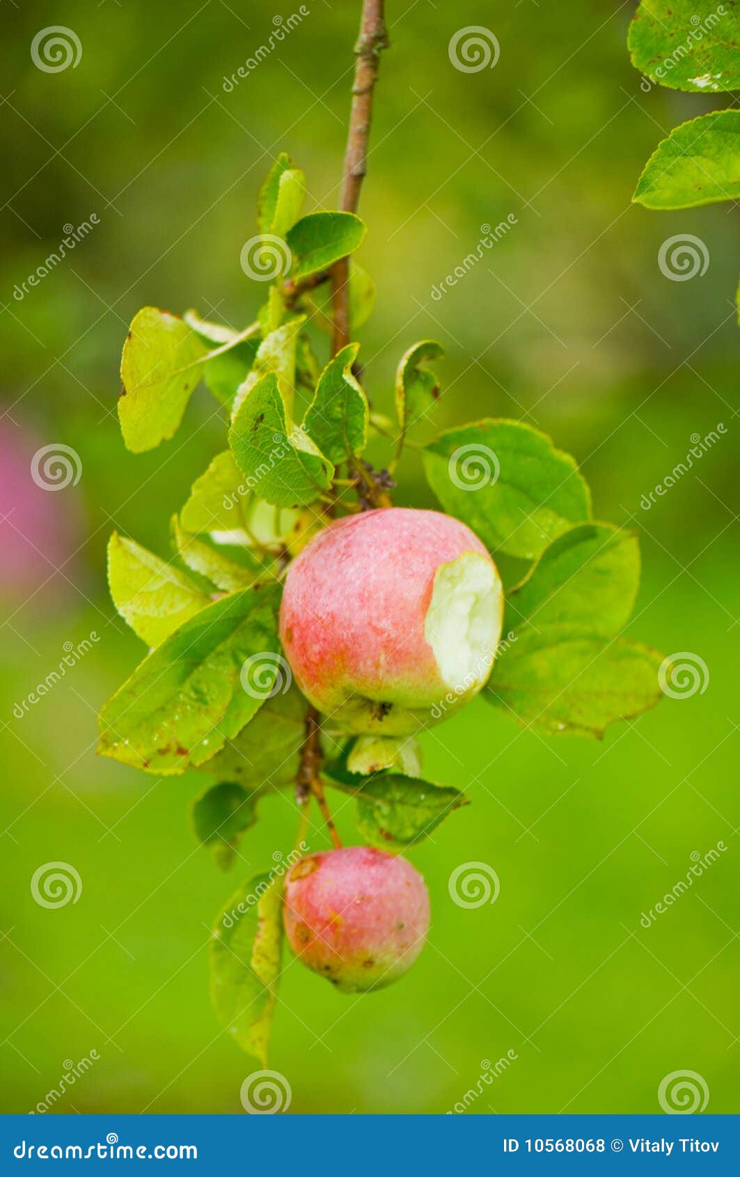 Bitten Apple on Tree stock photo. Image of ripe, bite - 10568068