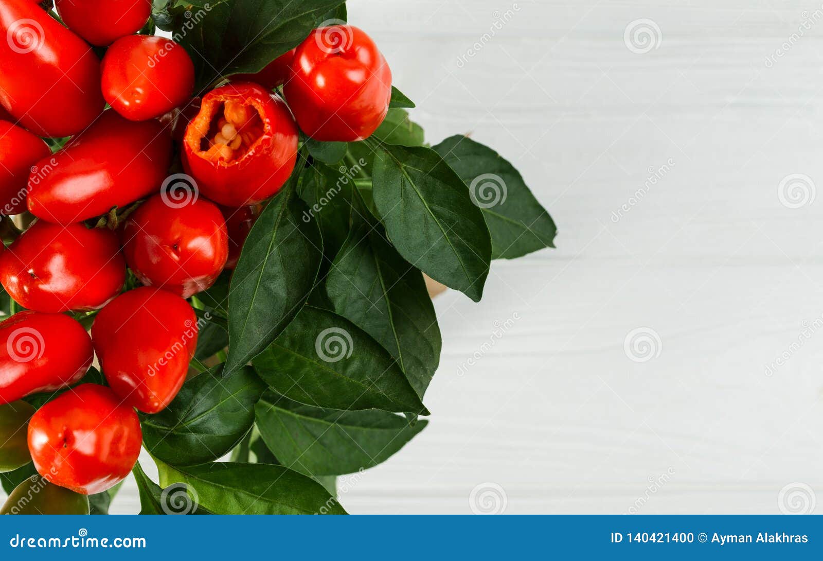 Bitten Red Chilly Pepper Plant Top View on White Background Stock Photo ...