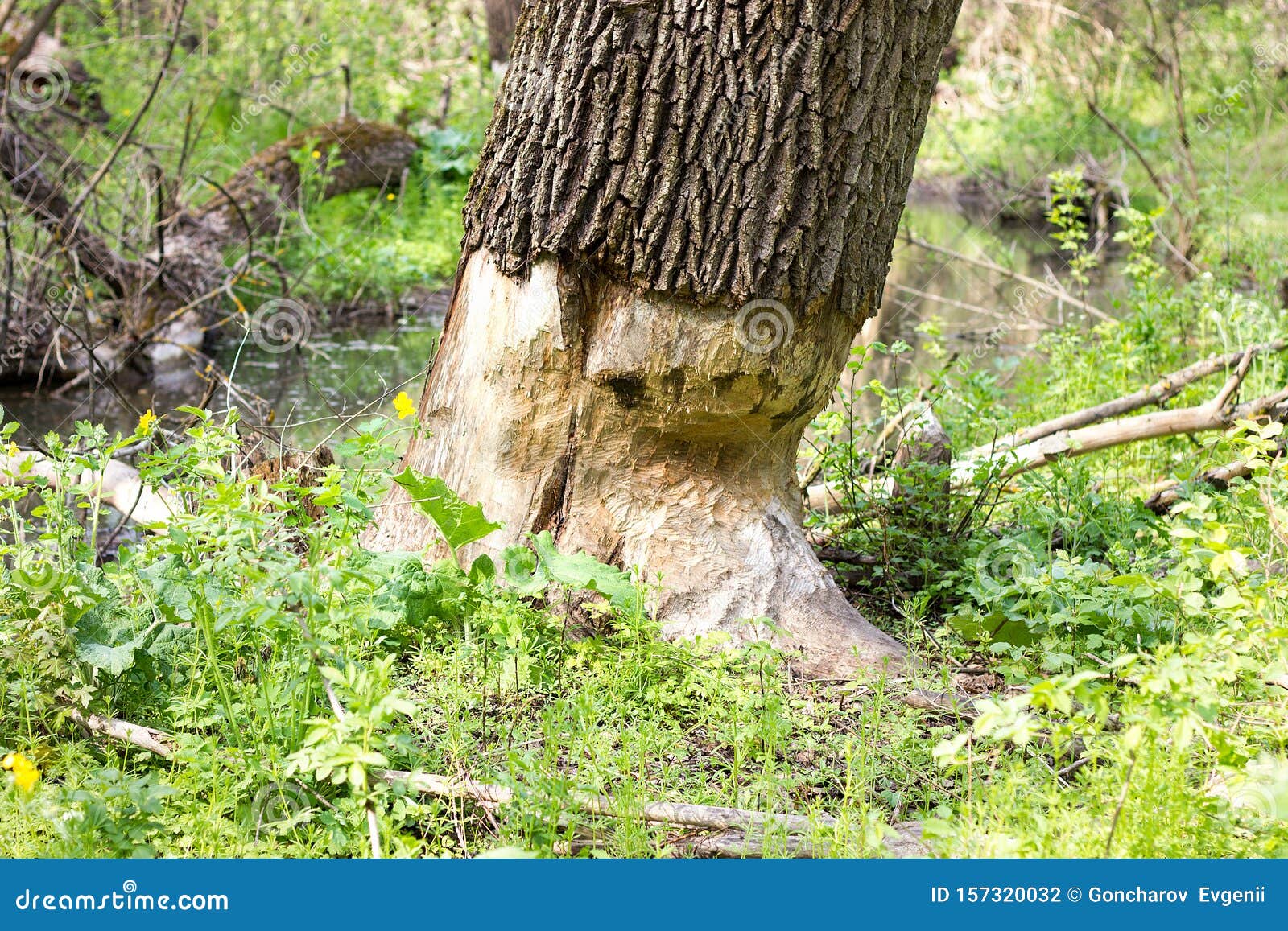 Bitten by a Tree Beavers. Beavers Harm the Forest Stock Photo - Image ...