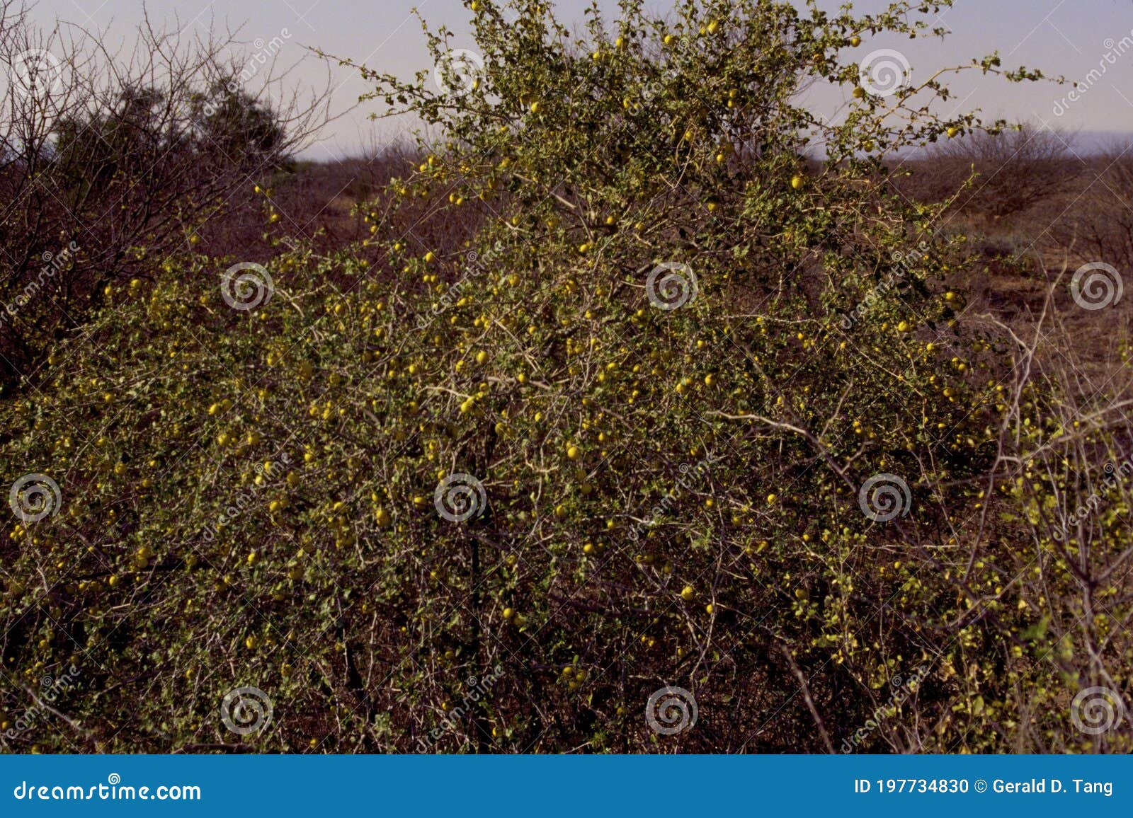 Bitter Apple Tree 13112 stock photo. Image of kenya - 197734830