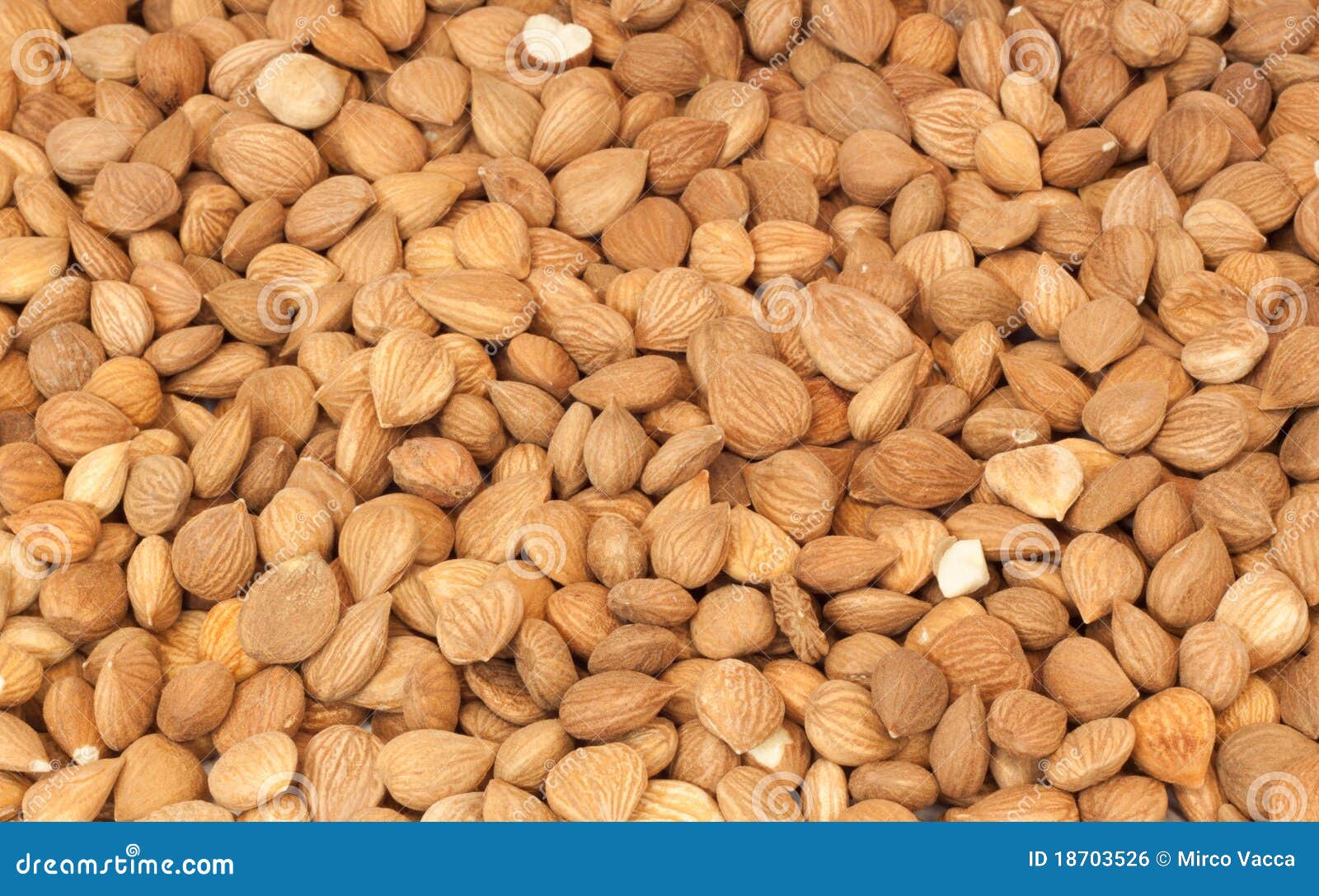 Bitter apricot seeds stock photo. Image of kernels, kernel - 18703526