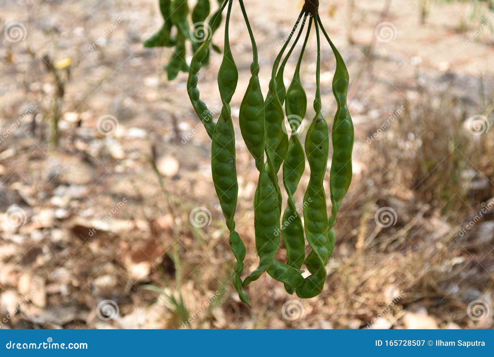 Bitter bean on the tree stock image. Image of pete, parkia - 165728507