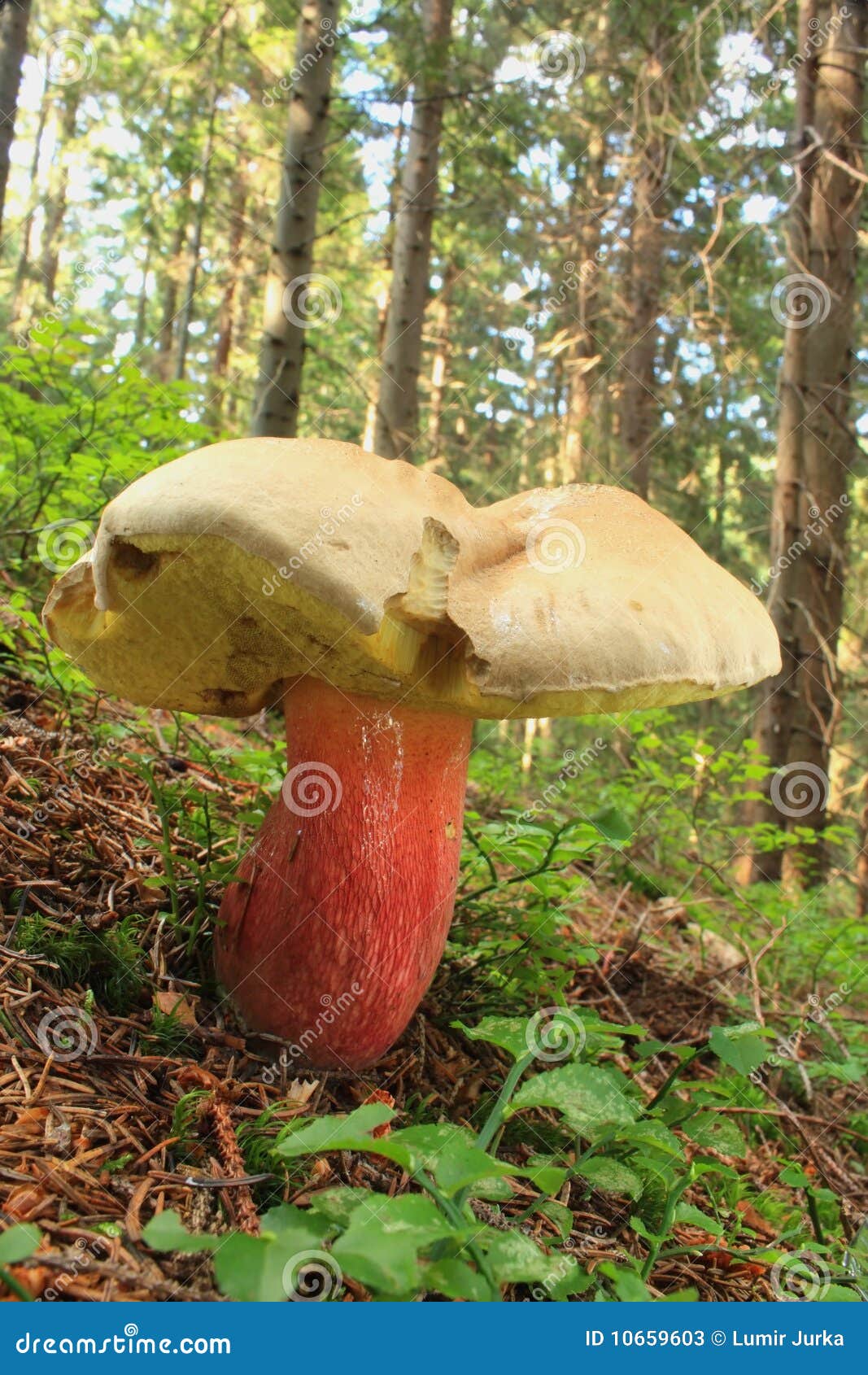 Bitter Beech Bolete Mushroom Stock Image - Image of timber, mushroom ...