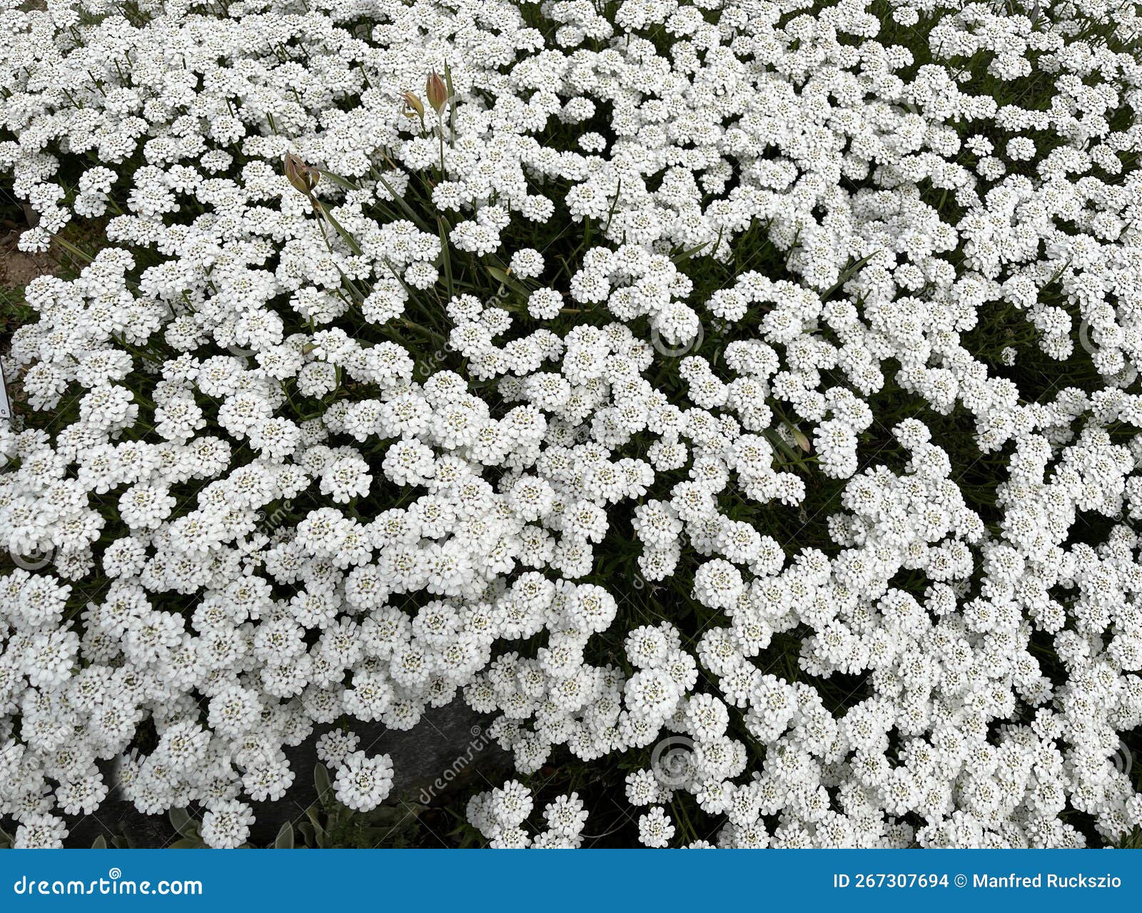 Bitter Candytuft, Iberis Amara Stock Photo - Image of remedy, blossom ...