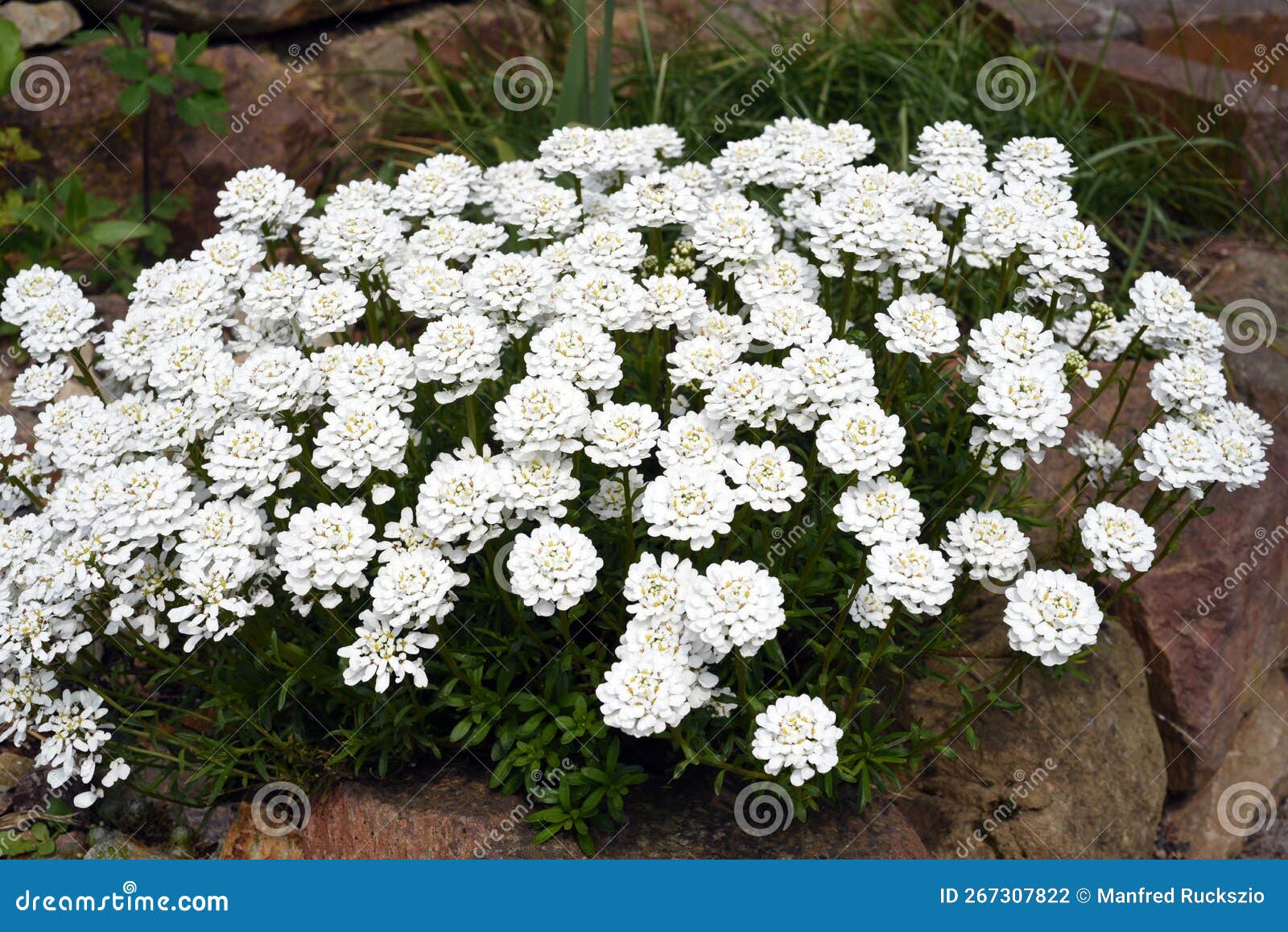 Bitter Candytuft, Iberis Amara Stock Photo - Image of pharmacy ...