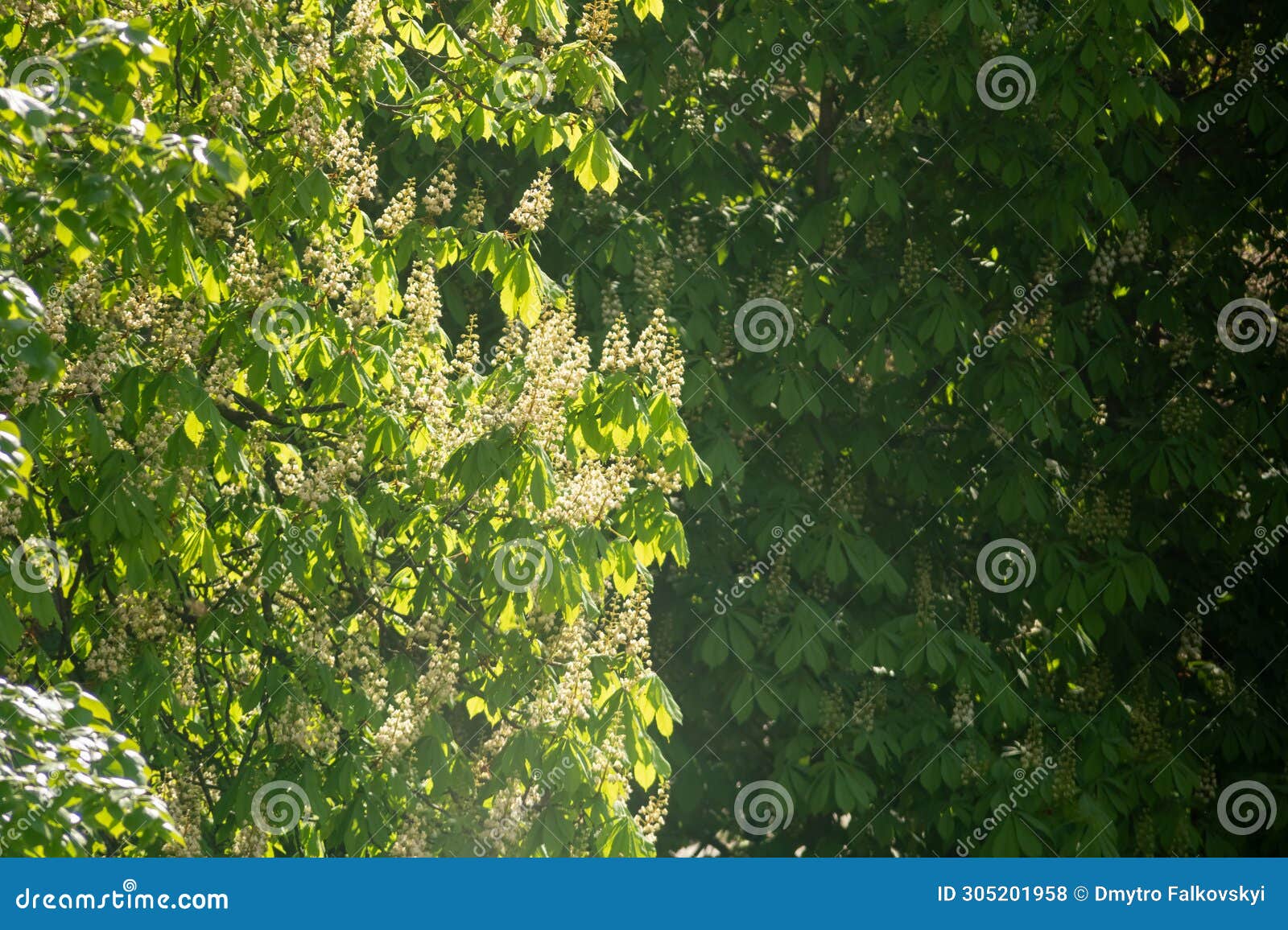 Bitter Chestnut Blossoms, Background with Chestnut Trees Stock Photo ...