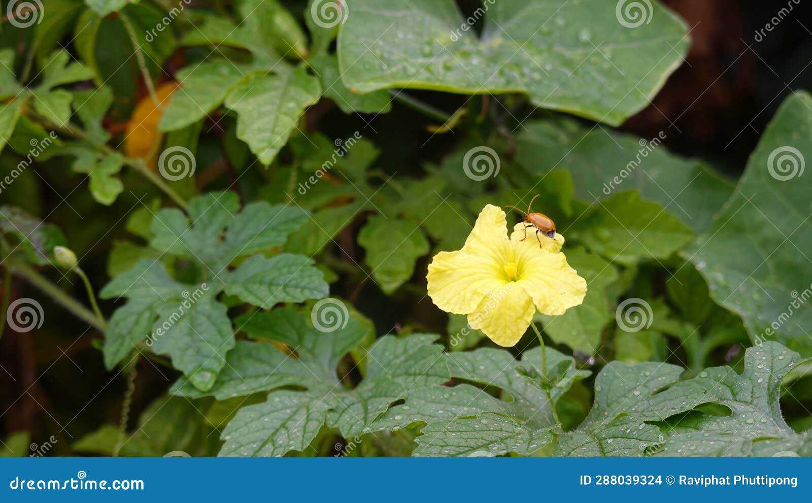 Bitter Flowers and Leaves with a Bug in the Morning Stock Photo - Image ...