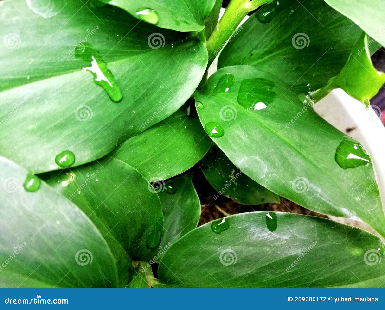 Bitter Ginger Zingiber Zerumbet, Shampoo Ginger, Pinecone Ginger ...